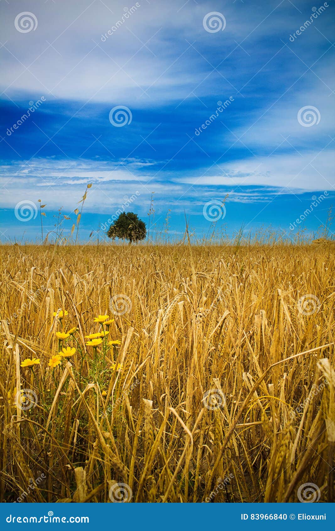 Field of straw stock photo. Image of yellow, spring, background - 83966840