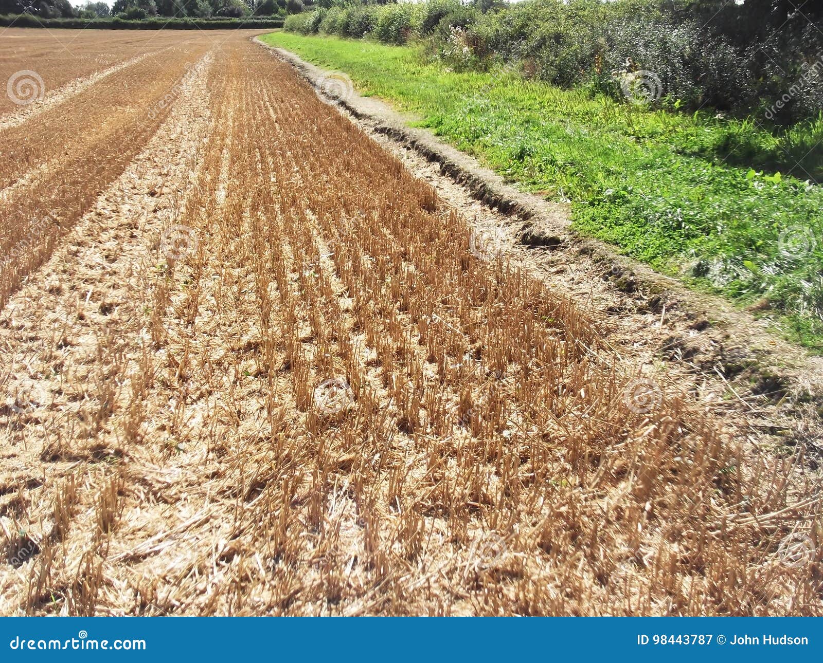 Field with stubble stock image. Image of post, field - 98443787
