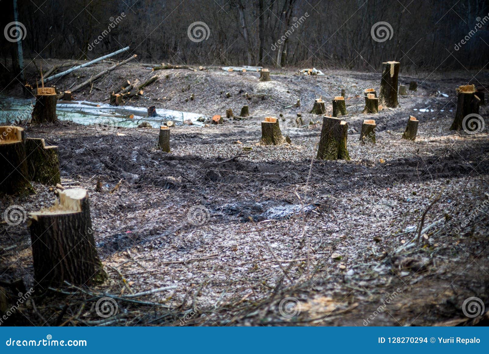 Field of stumps. stock photo. Image of pine, wood, plant - 128270294