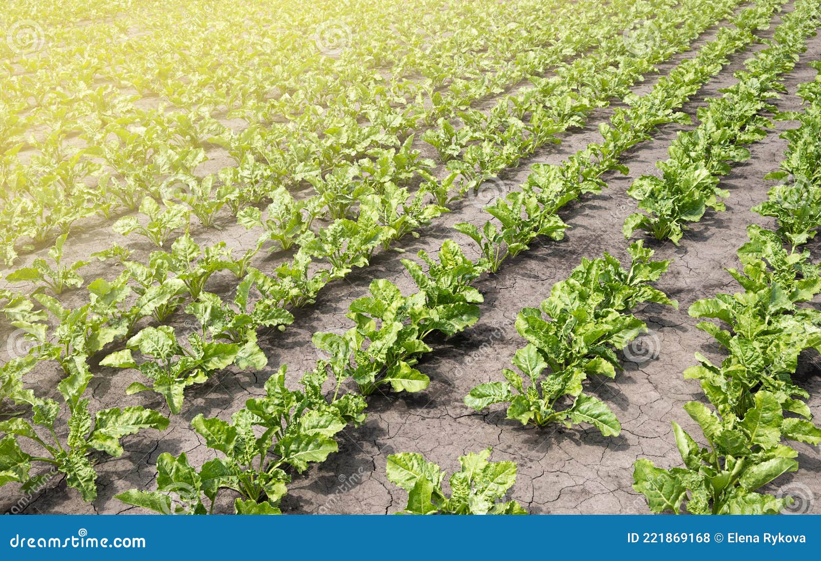 A Field of Sugar Beets in the Afternoon Sun Stock Photo - Image of ...
