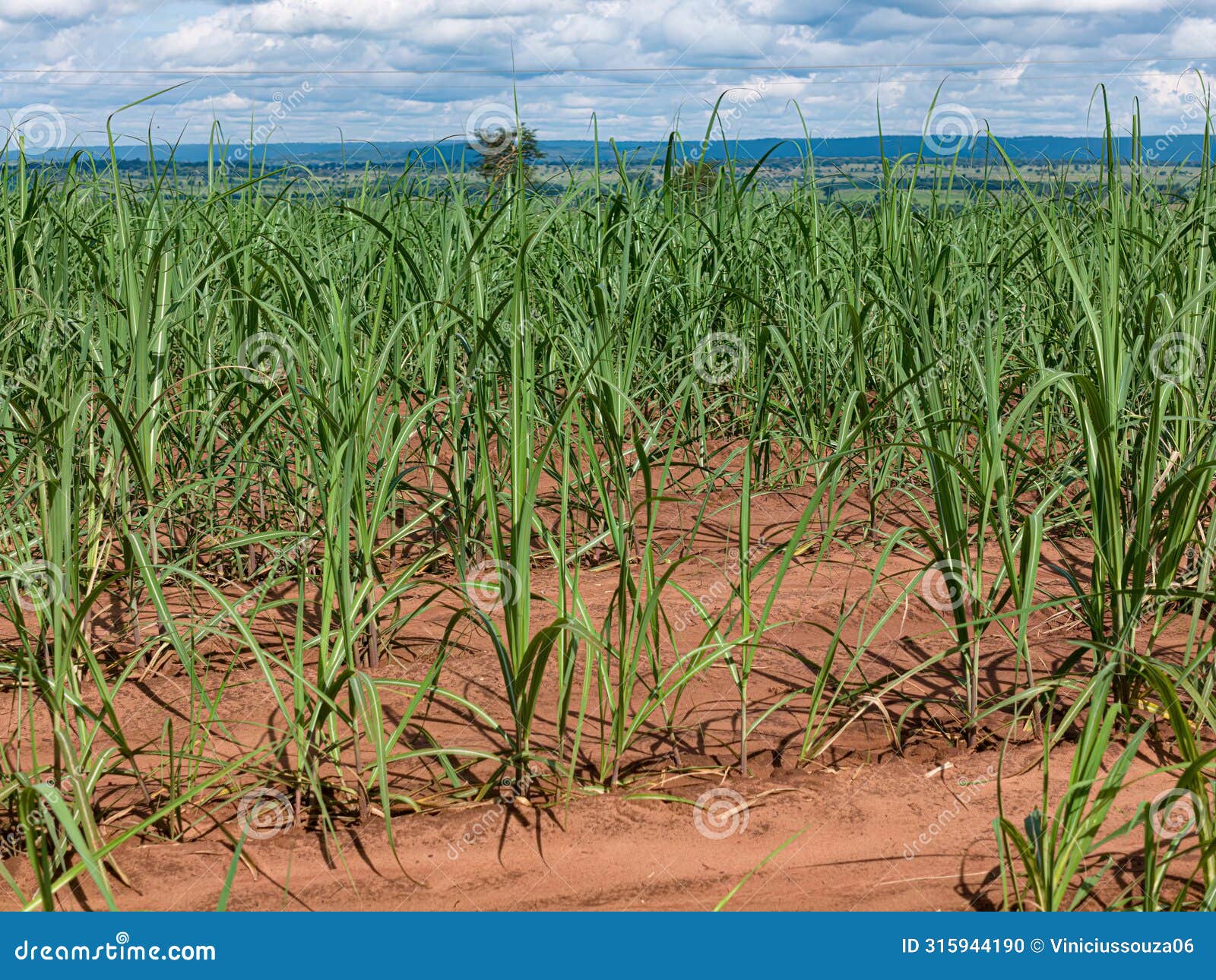 Field Sugar Cane Cultivation Stock Photo - Image of farmland, rural ...
