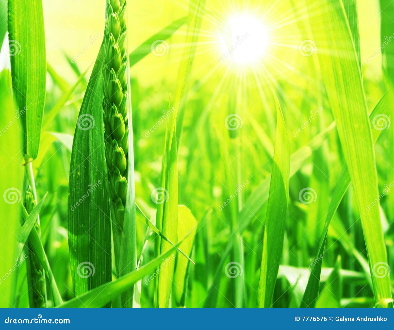 Field and sun stock photo. Image of village, green, meadow - 7776676