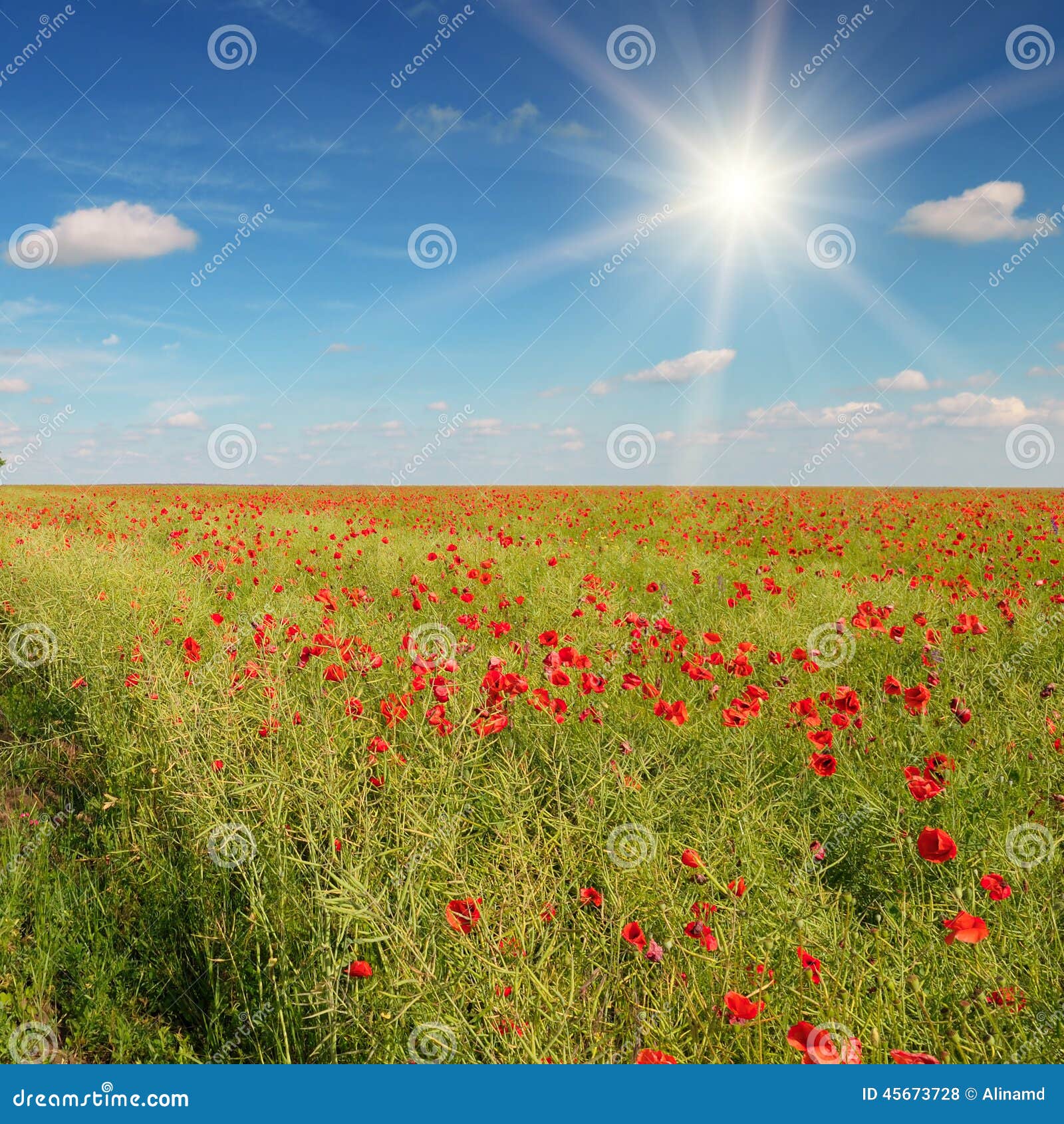 Field and sun on blue sky stock photo. Image of lawn - 45673728