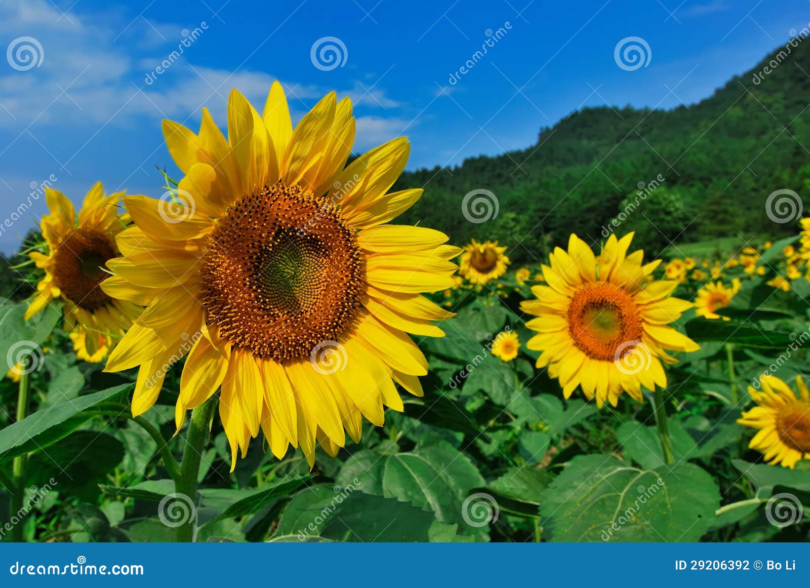 The field of Sun flower stock photo. Image of light, beauty - 29206392