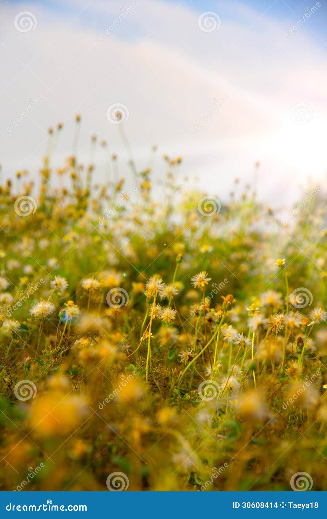 Field with sun light stock photo. Image of scenic, fantasy - 30608414