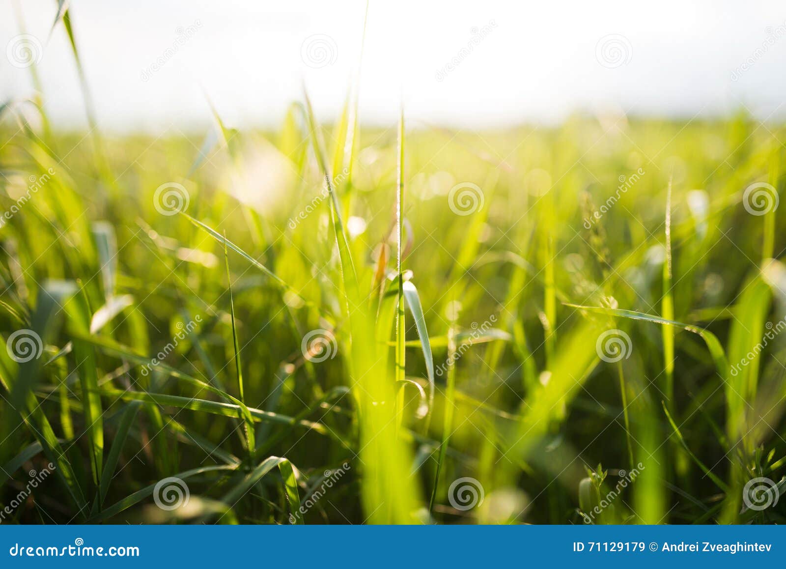Field in Sun Light stock image. Image of nature, agriculture - 71129179