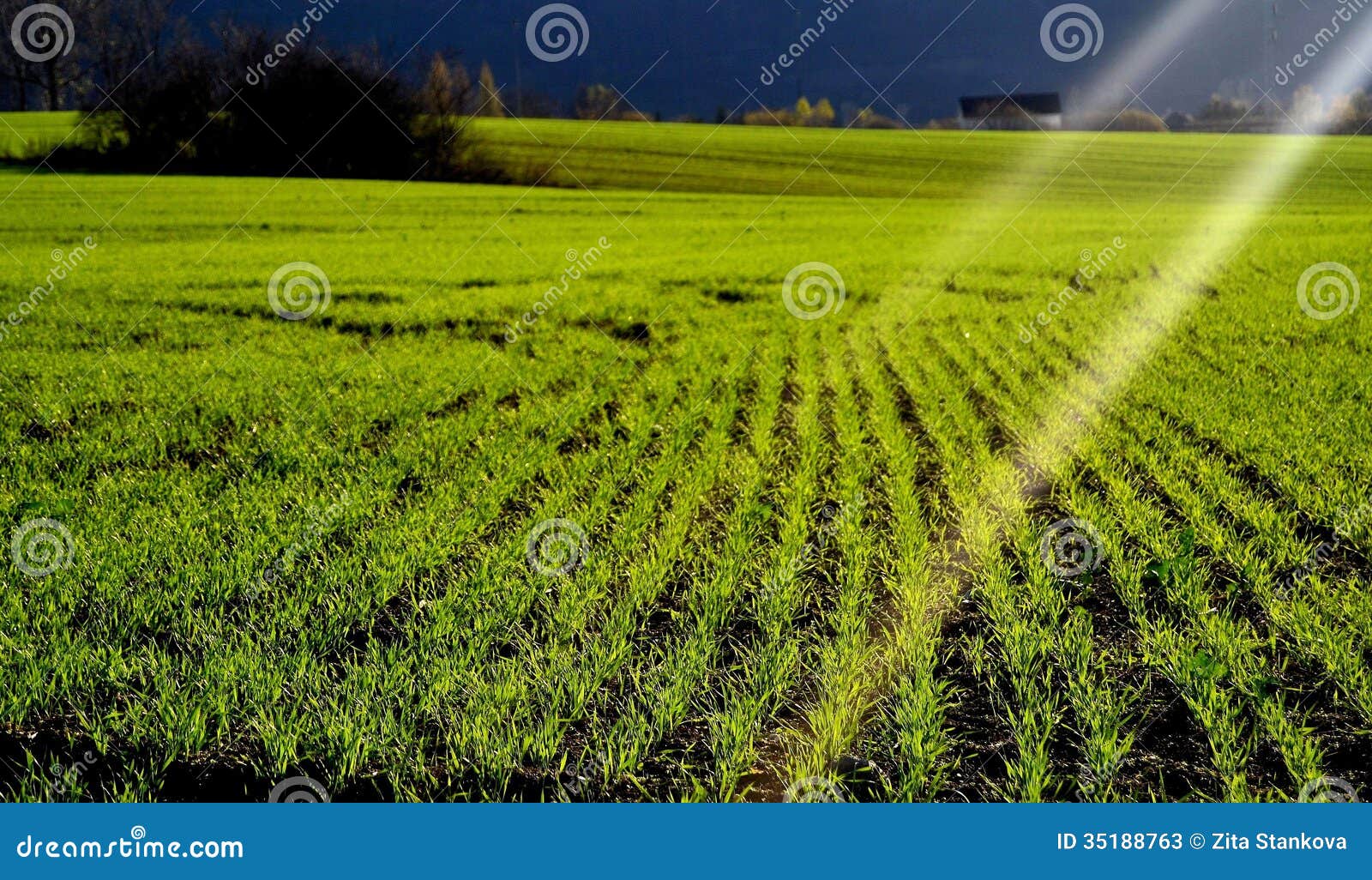 Field with sun rays stock image. Image of calm, beautiful - 35188763