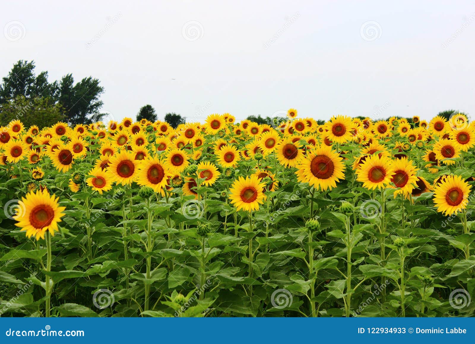 Field of sunflower stock image. Image of august, nature - 122934933