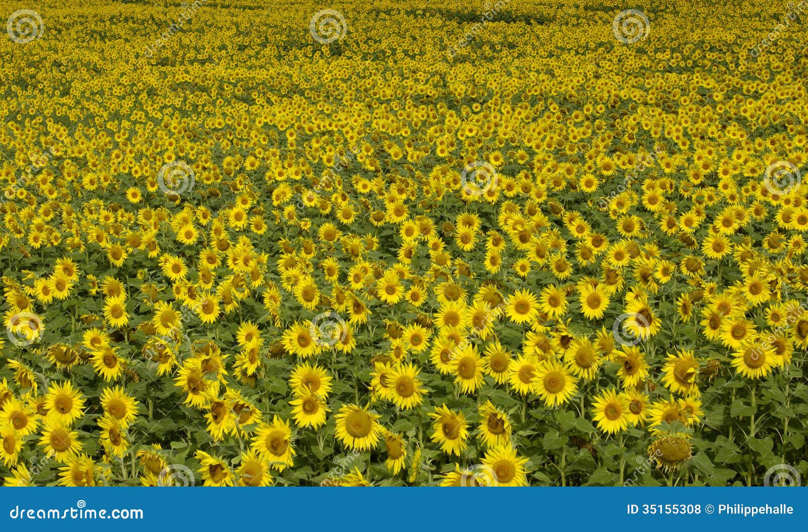Field of sunflower stock photo. Image of hedge, nature - 35155308