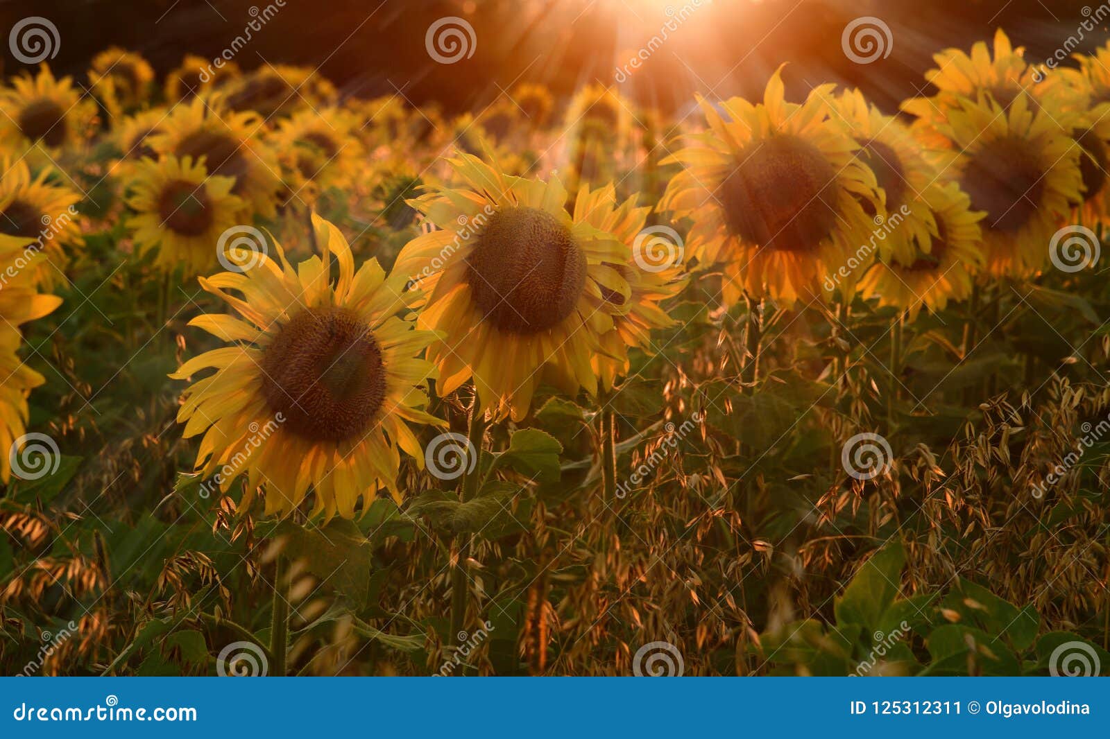 Field With Sunflower In Rays Of Setting Sun Picture. Image: 125312311
