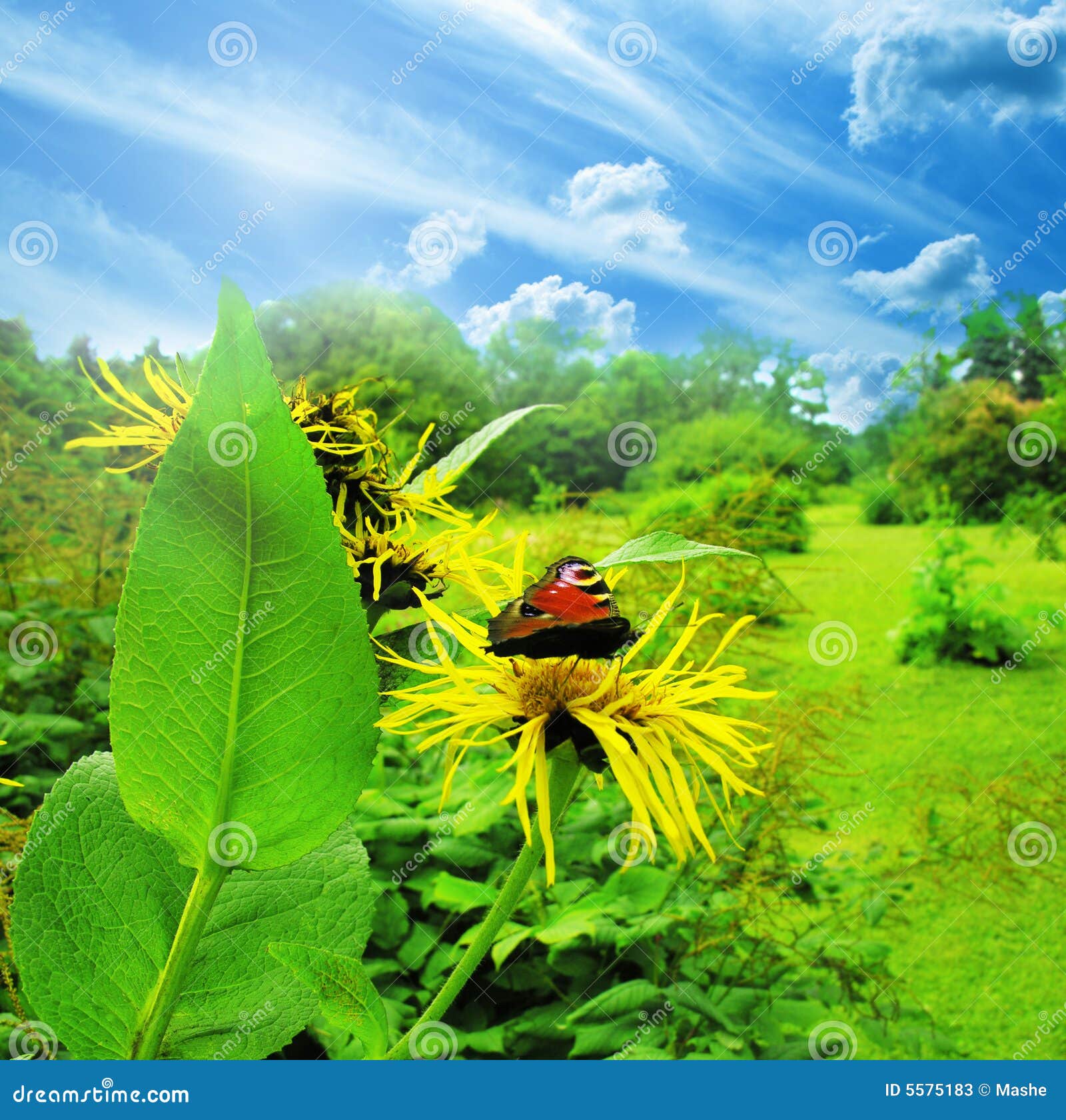 Field of sunflowers stock image. Image of outside, beautiful - 5575183