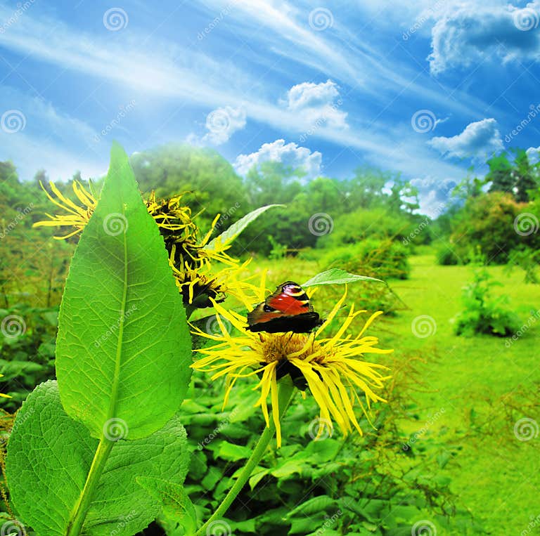Field of sunflowers stock image. Image of outside, beautiful - 5575183