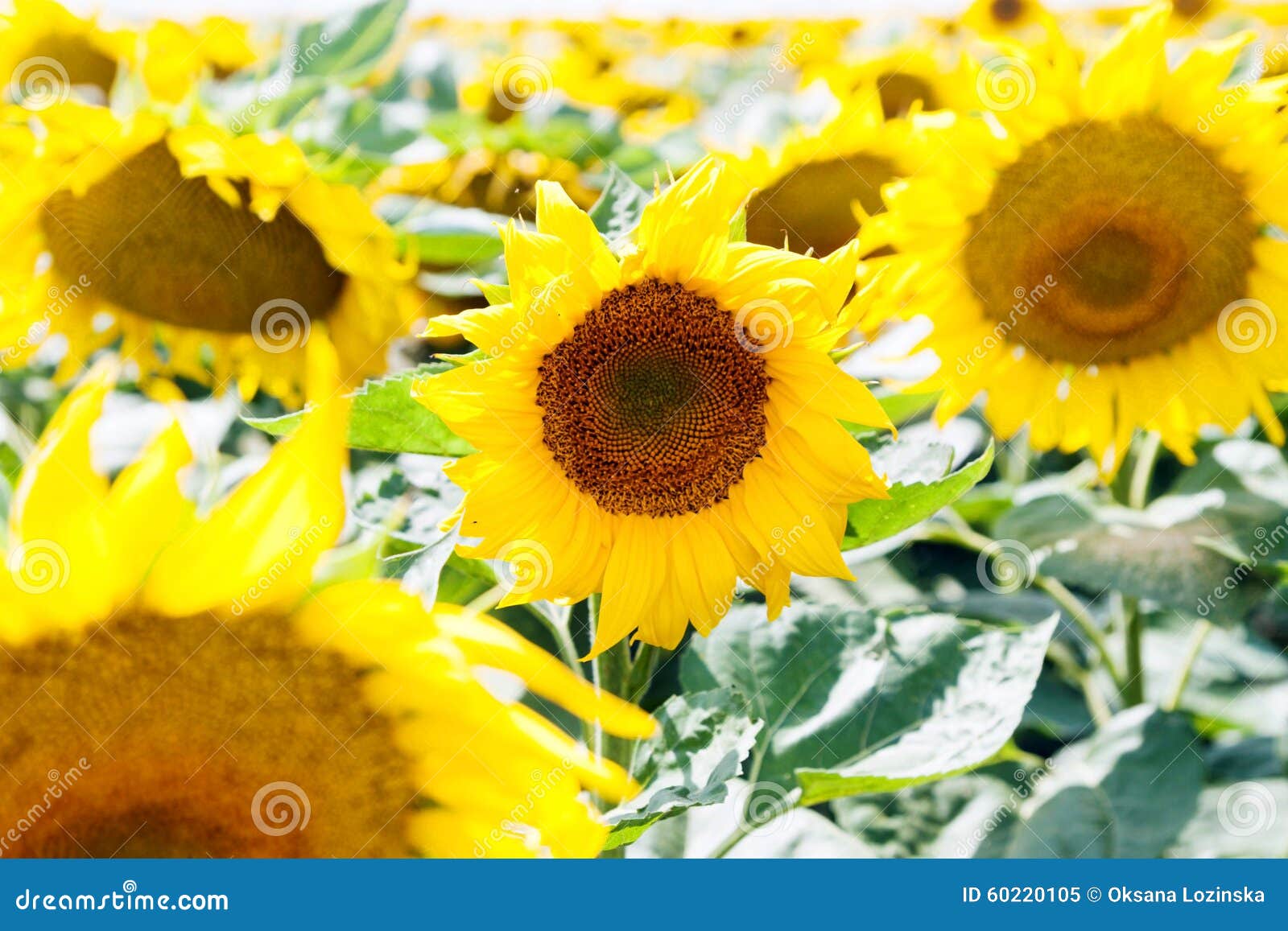 110 Faith Hope Love Sunflowers Stock Photos - Free & Royalty-Free Stock ...