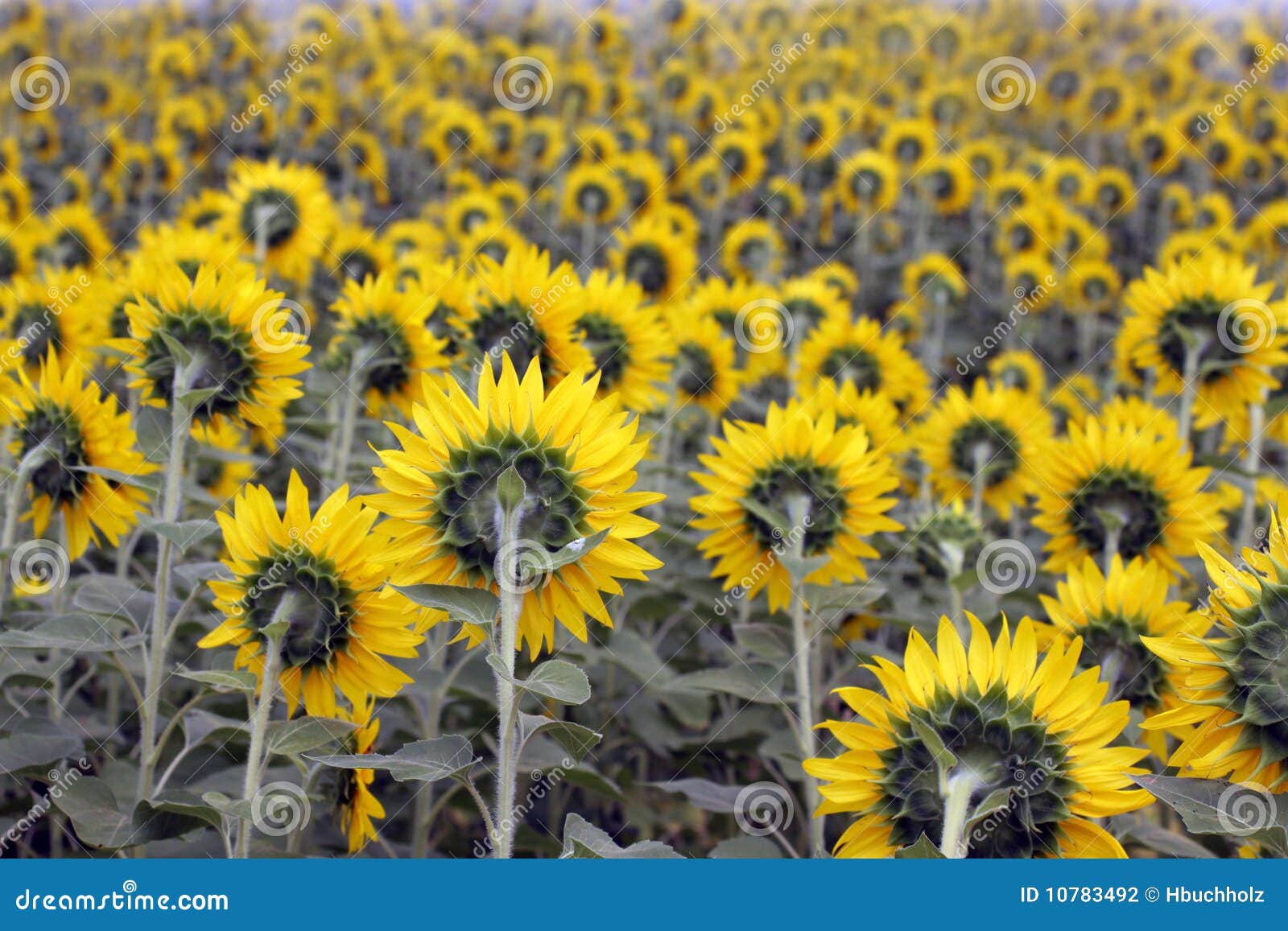 Field of Sunflowers from Behind Stock Photo - Image of blooming ...