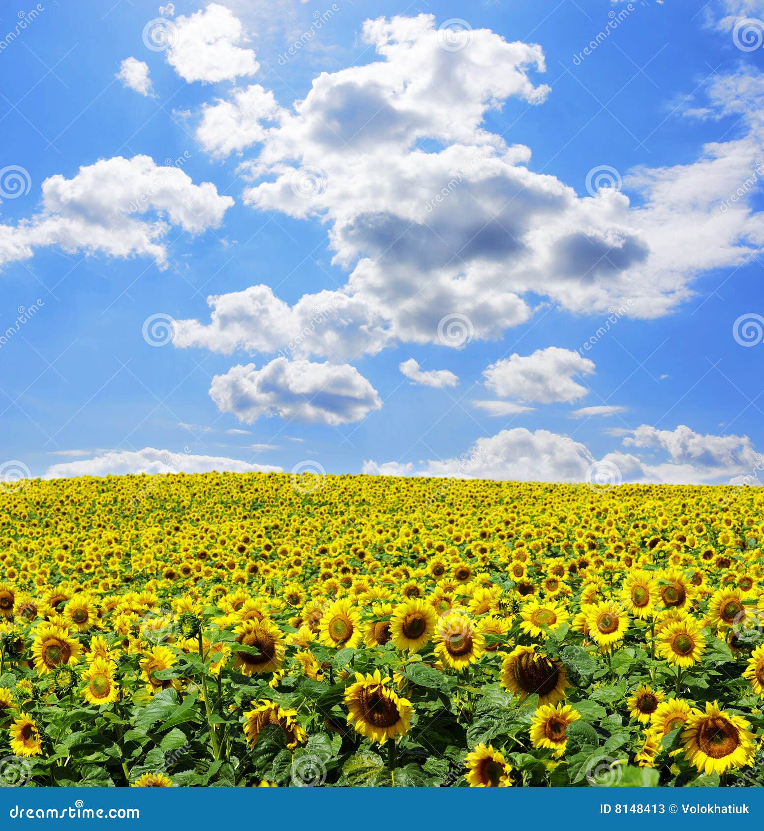 Field of Sunflowers with Blue Sky Stock Image - Image of leaves ... Field of Sunflowers with Blue Sky Stock Image - Image of leaves ...