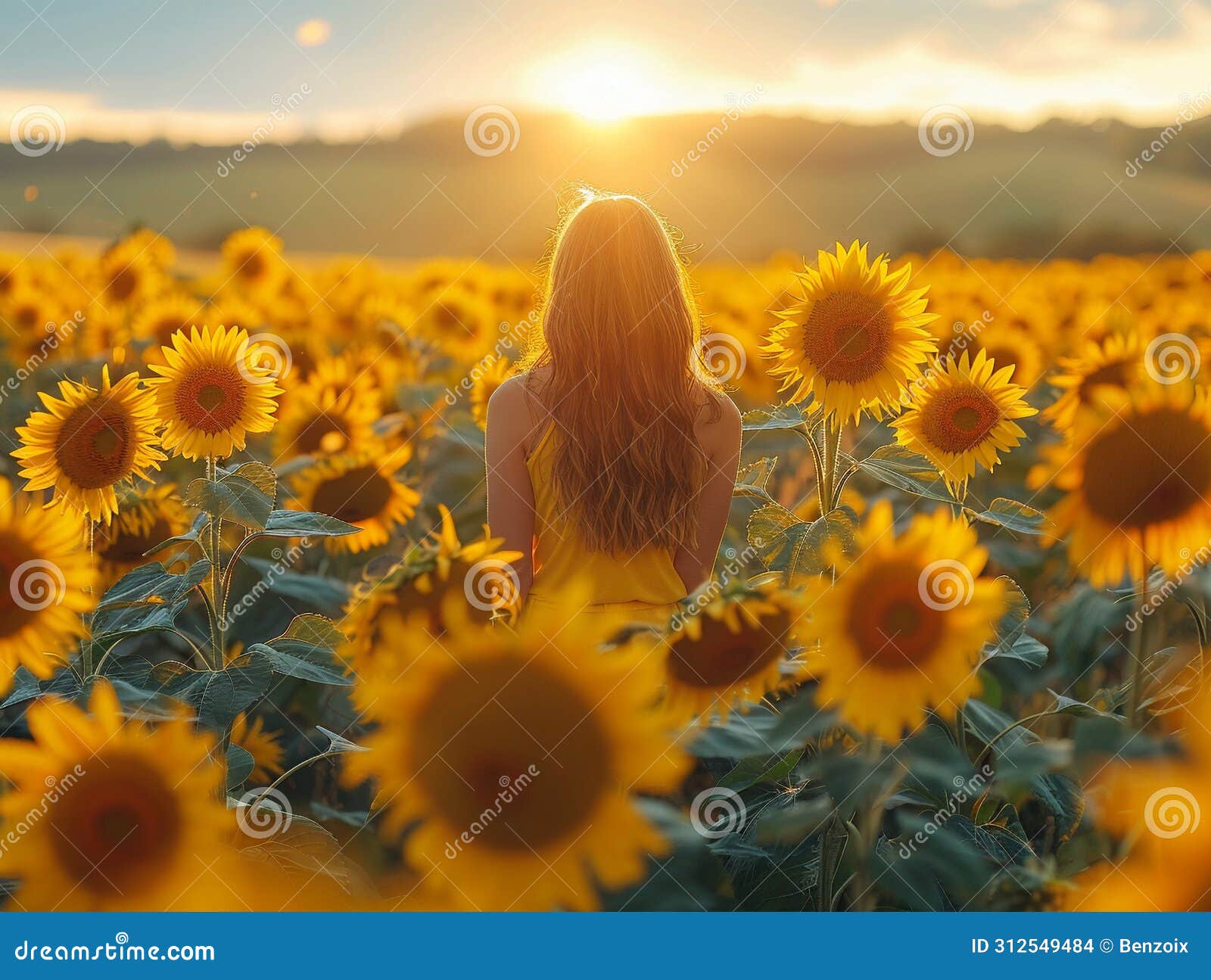 A Field of Sunflowers Facing the Sun Stock Photo - Image of face ...