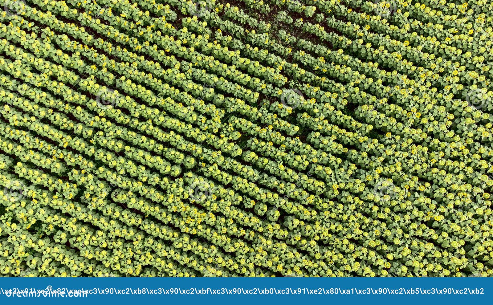 A Field of Sunflowers from a Height, Smooth Rows of Plants. Stock Image ...