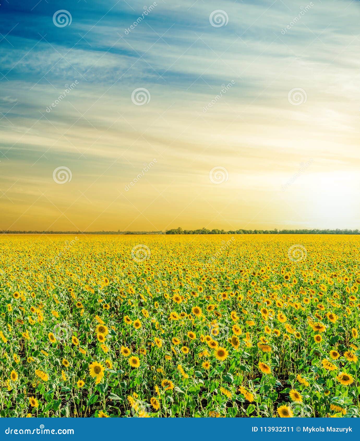 Field with Sunflowers and Orange Sky in Sunset Stock Image - Image of ...