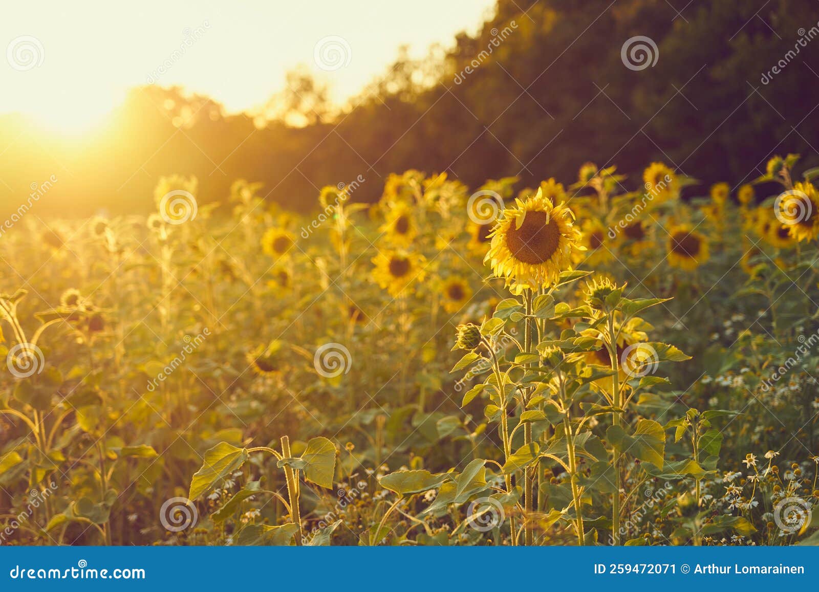 A Field of Sunflowers in the Rays of the Setting Sun. Stock Image ...