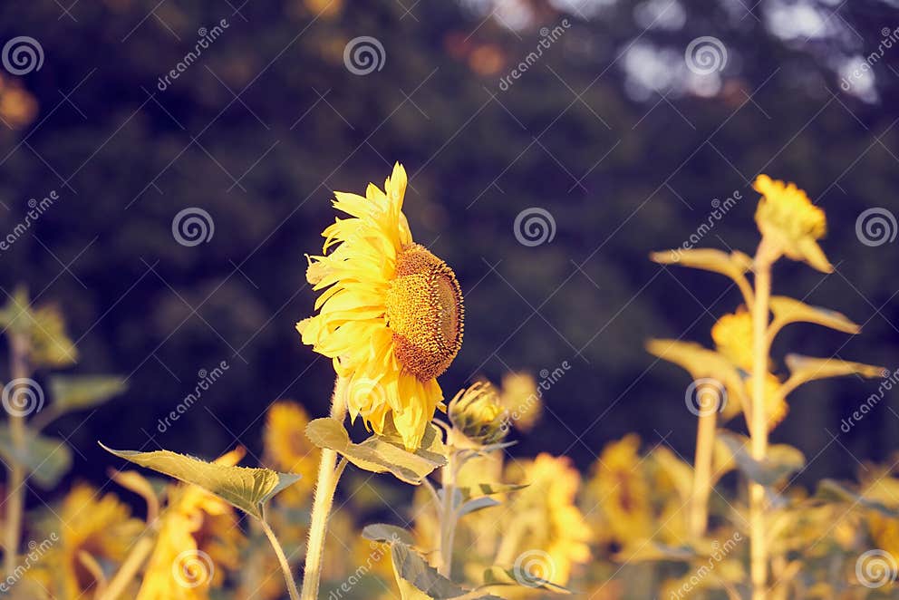 A Field of Sunflowers in the Rays of the Setting Sun. Stock Photo ...