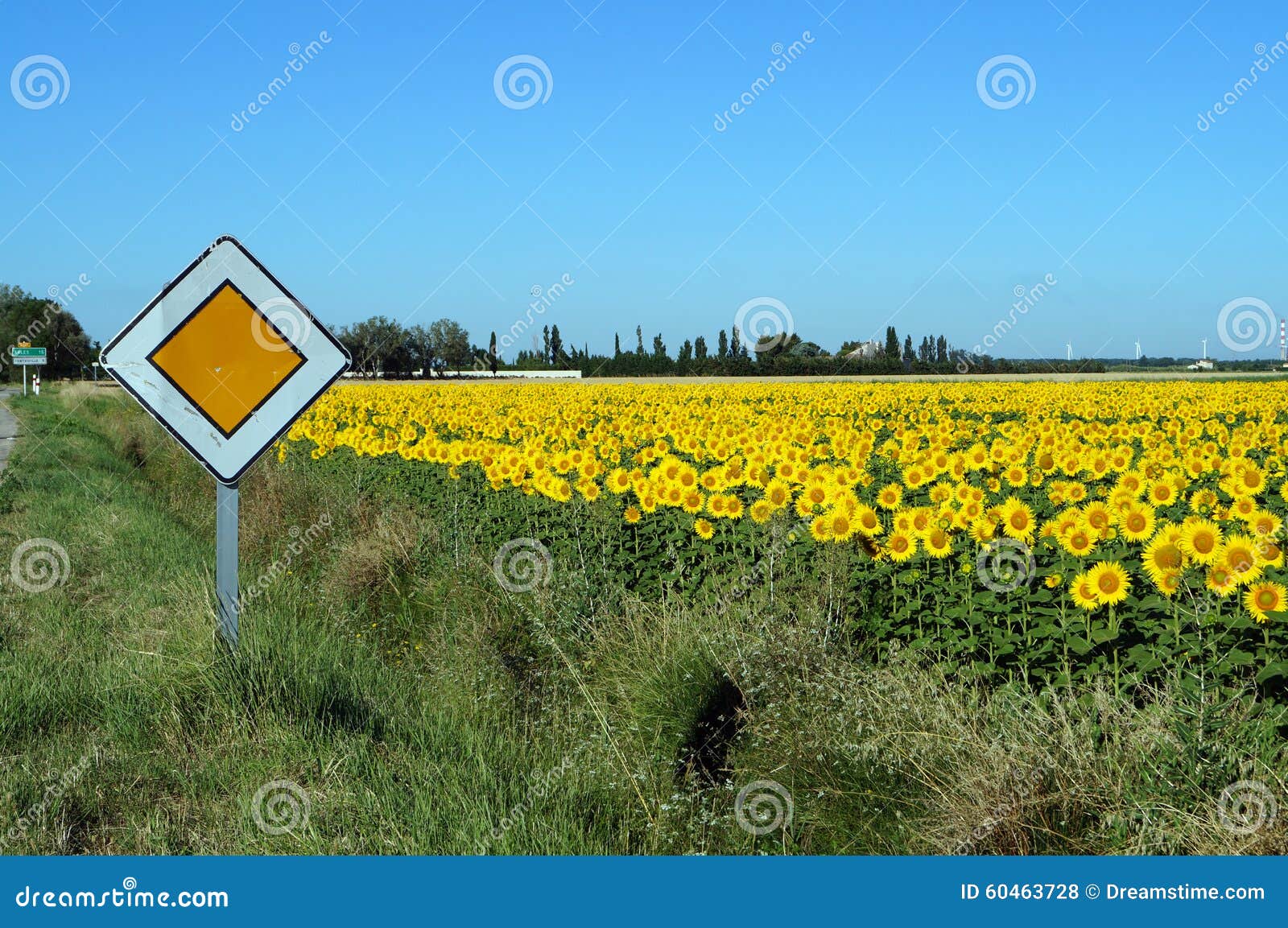 Sunflowers Sign. Field Of Sunflowers With A Sunflowers Sign Royalty ...