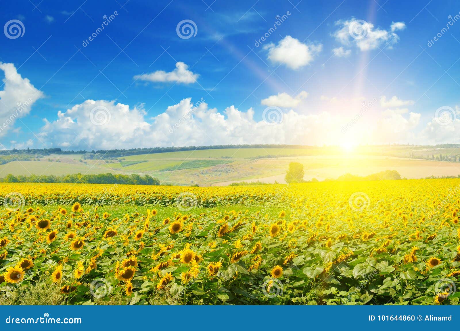 Field of Sunflowers and Sunrise Stock Photo - Image of floral, flowers ...