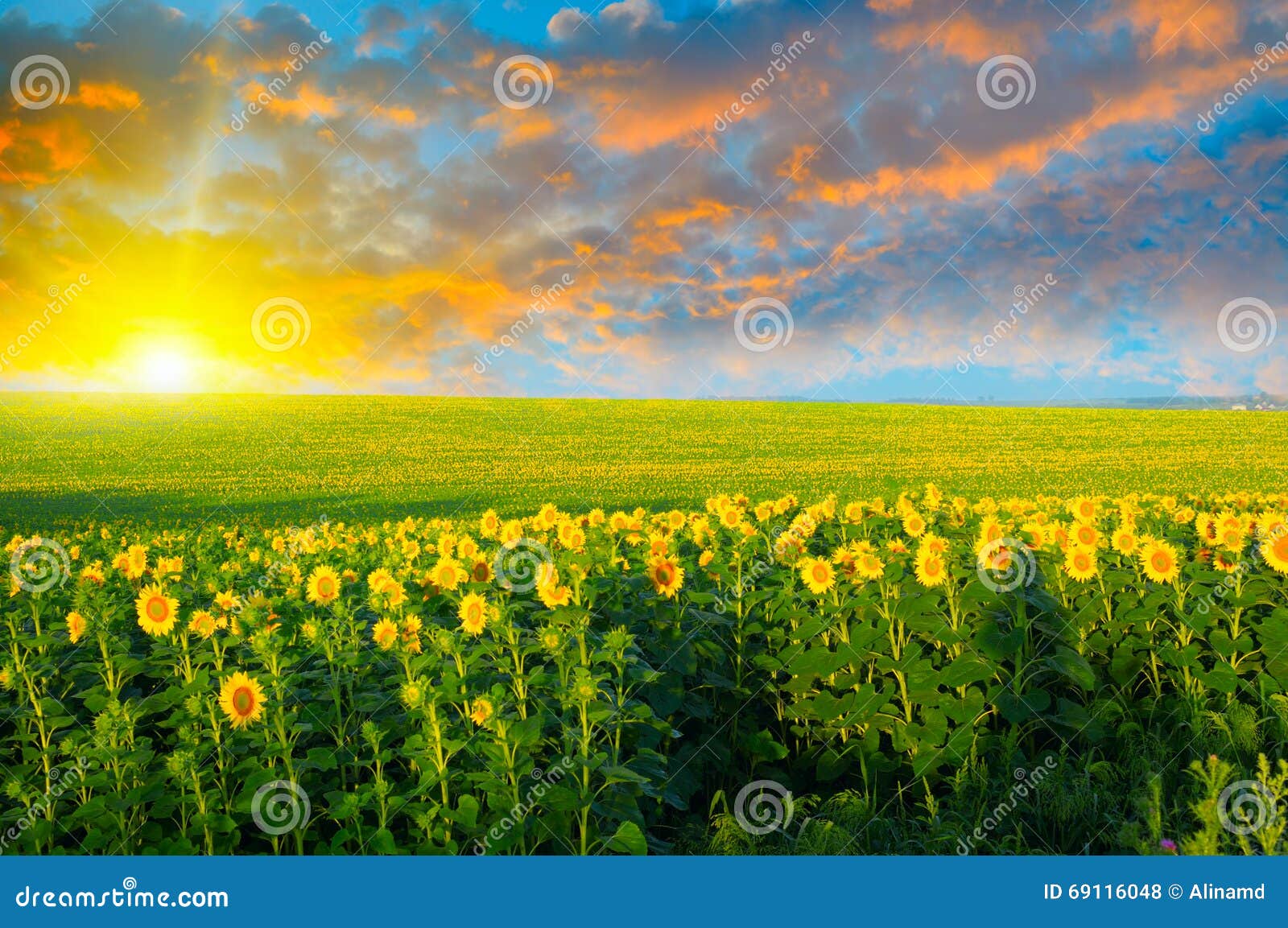 Field of Sunflowers and Sunrise Stock Photo - Image of landscape ...