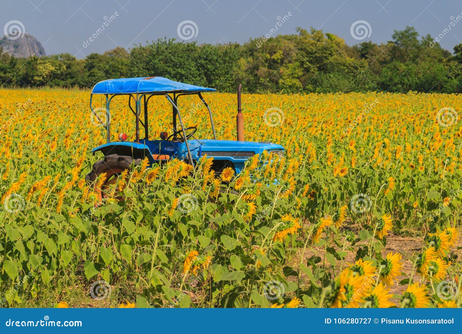 Sunflowers and tractor stock image. Image of green, plant - 106280727