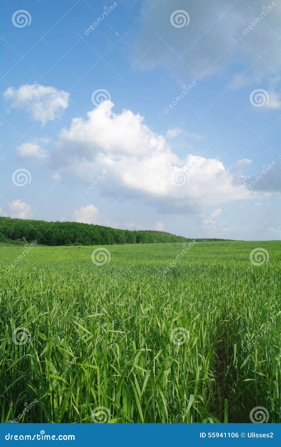Field in a sunny day stock photo. Image of bright, clouds - 55941106