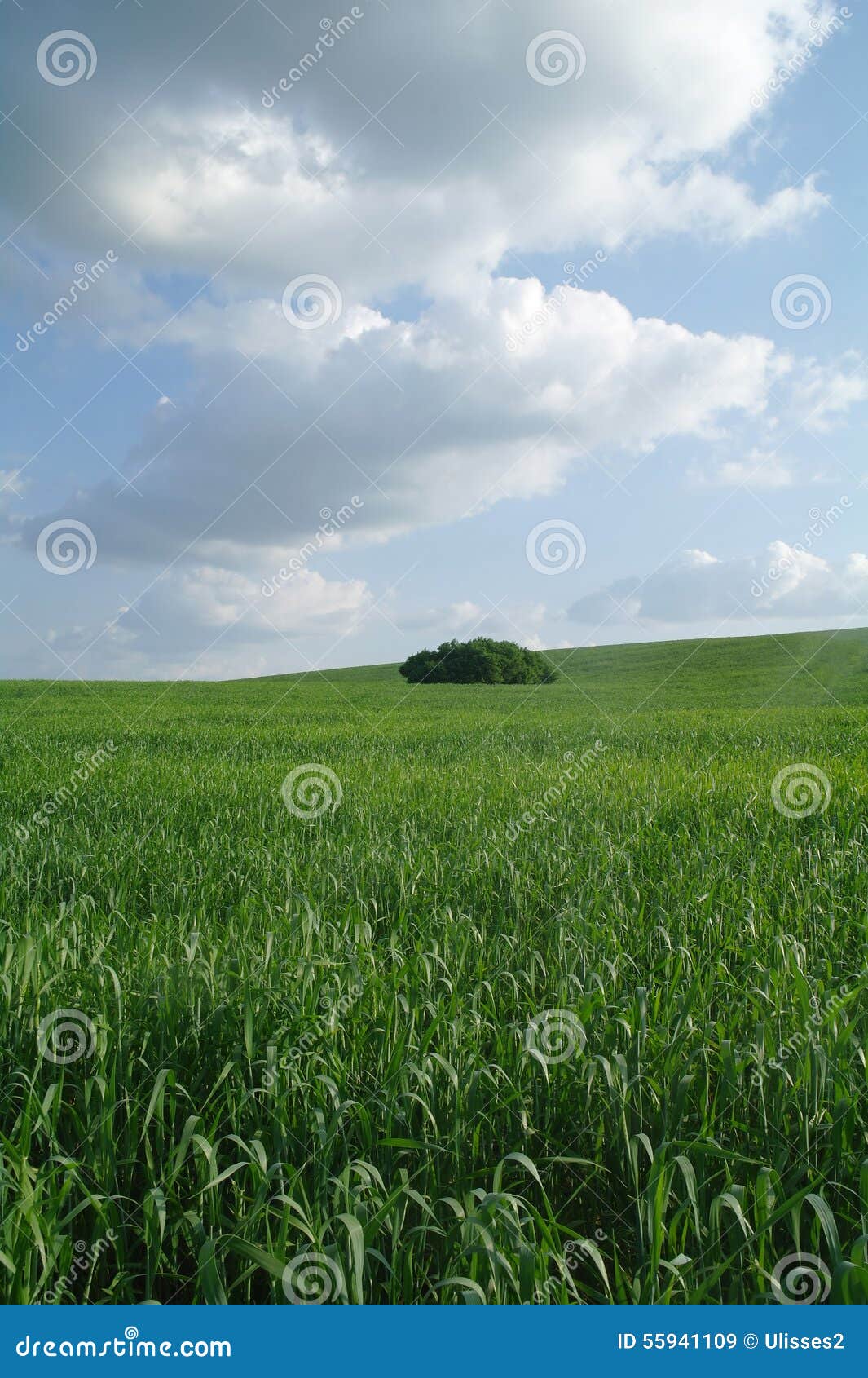 Field in a sunny day stock image. Image of nature, outdoors - 55941109