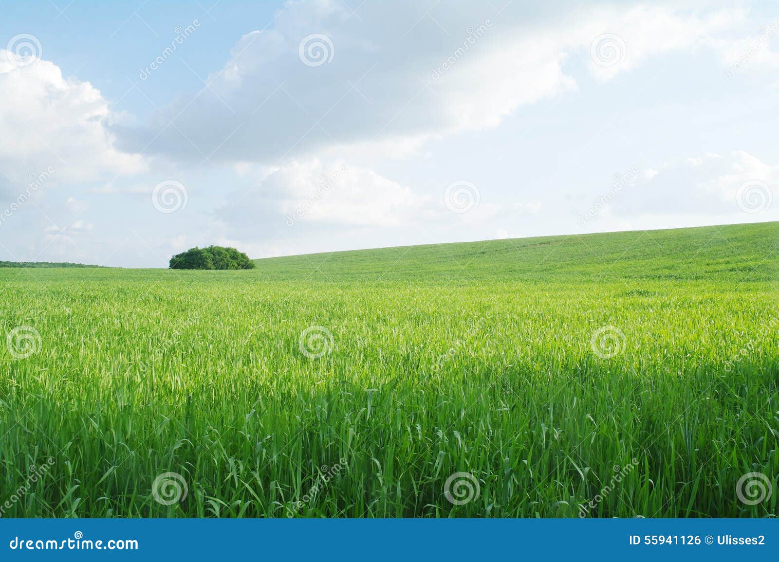 Field in a sunny day stock photo. Image of spring, lawn - 55941126