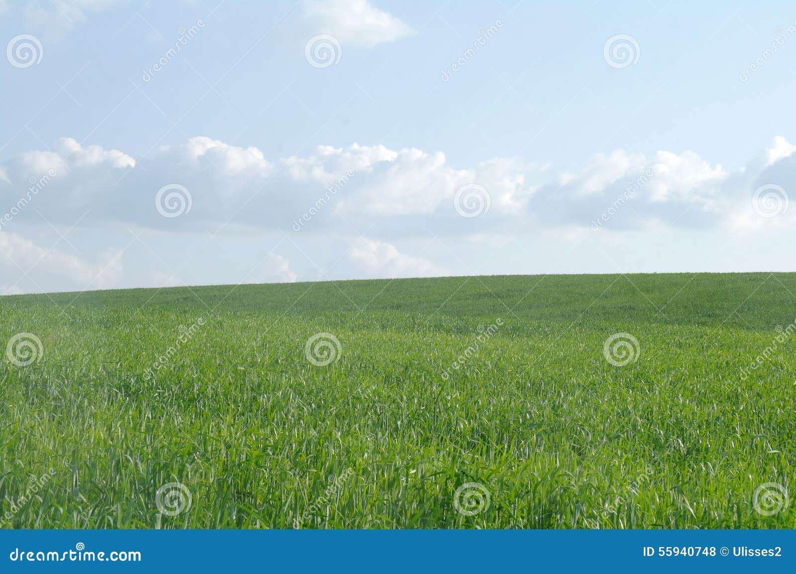 Field in a sunny day. stock photo. Image of agriculture - 55940748