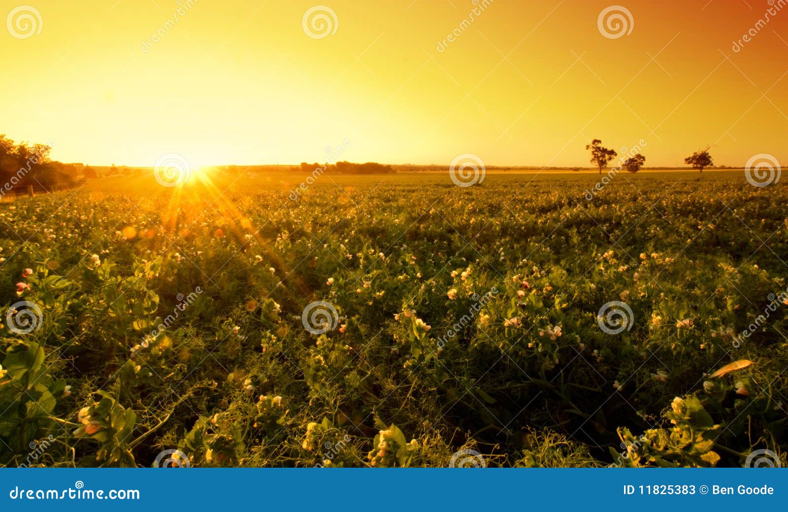 Field Sunset stock image. Image of tree, glow, beauty - 11825383