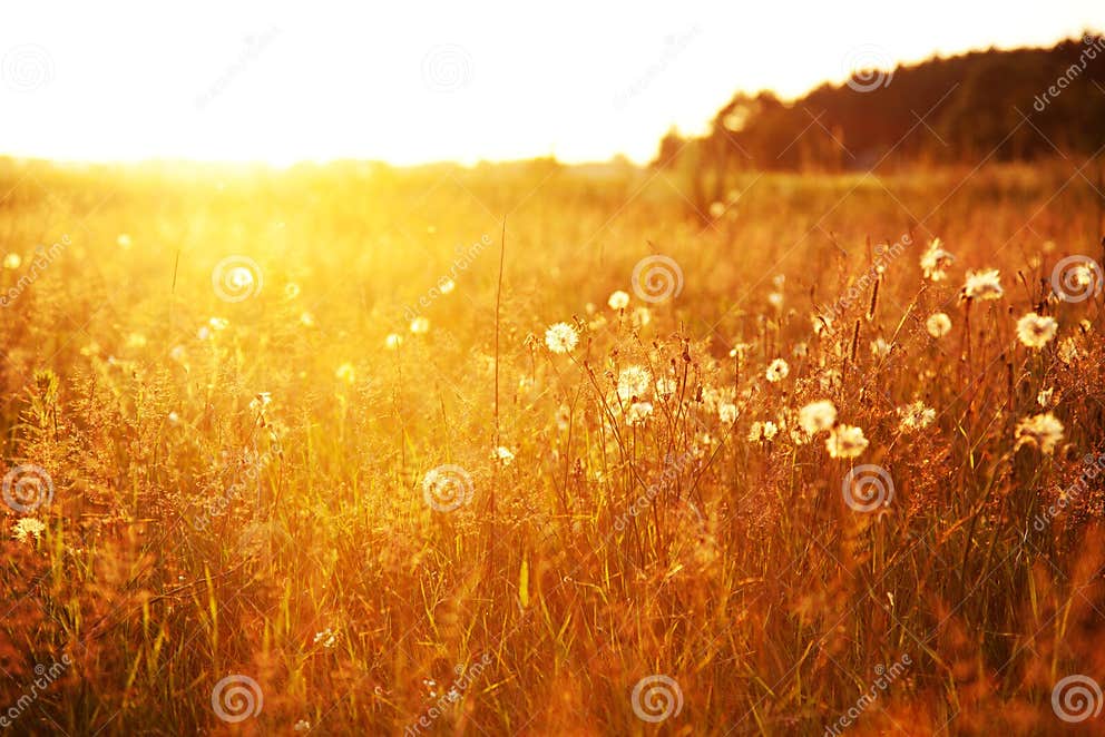 Field at sunset stock image. Image of season, grass, farm - 15422945