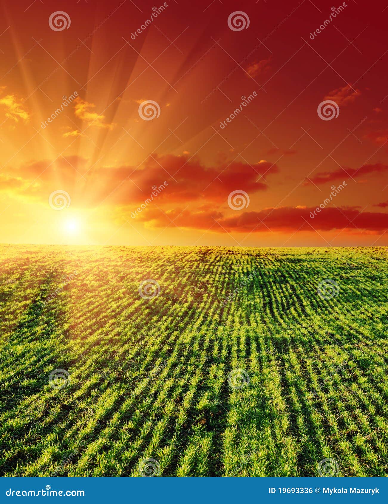Field and sunset stock photo. Image of land, grassland - 19693336