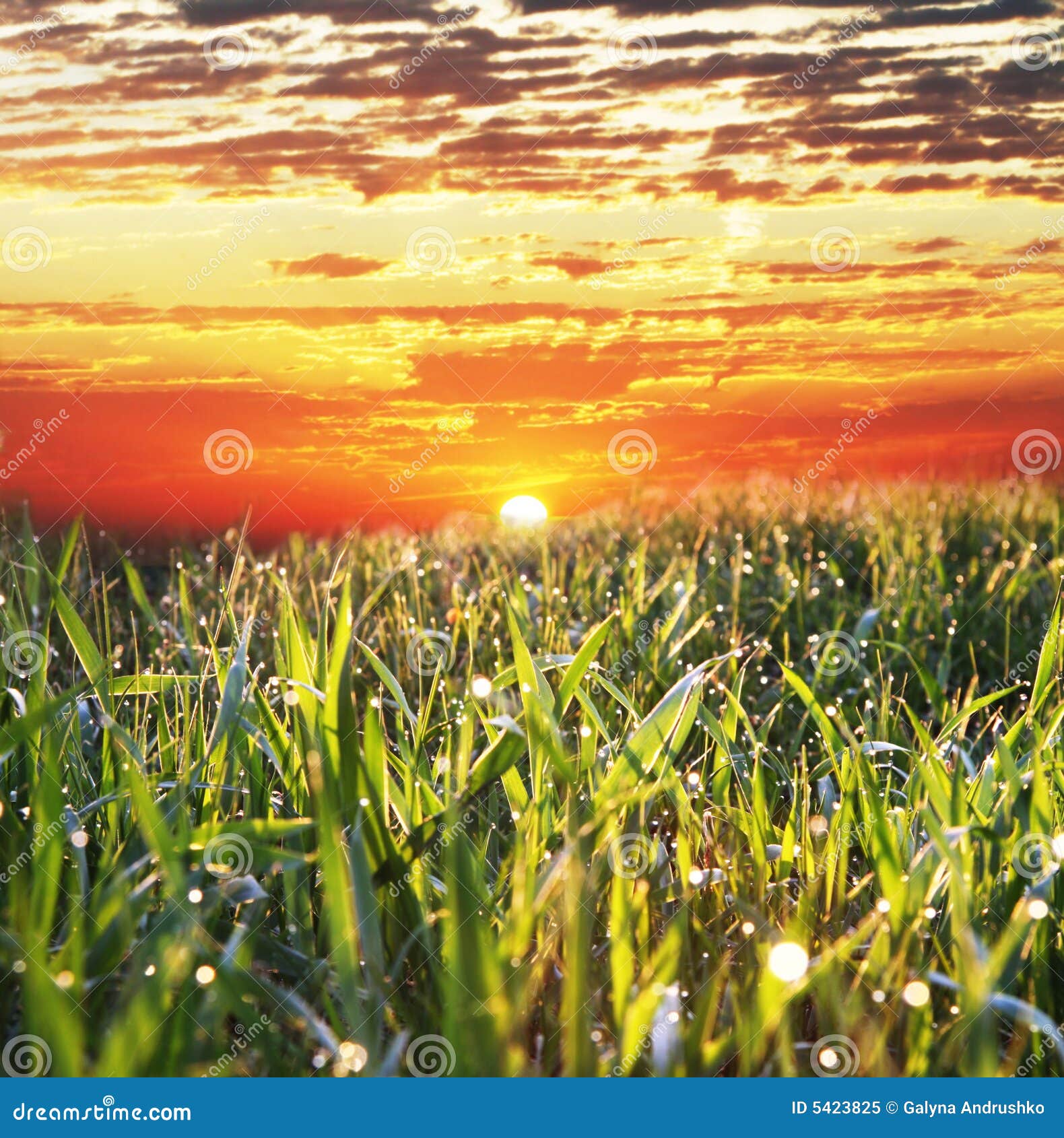 Field on sunset stock image. Image of farm, season, environment - 5423825