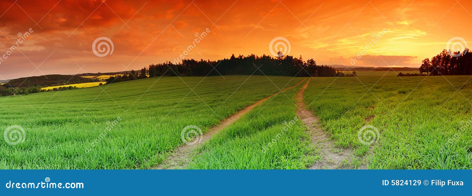 Field and sunset stock image. Image of floral, plant, hills - 5824129