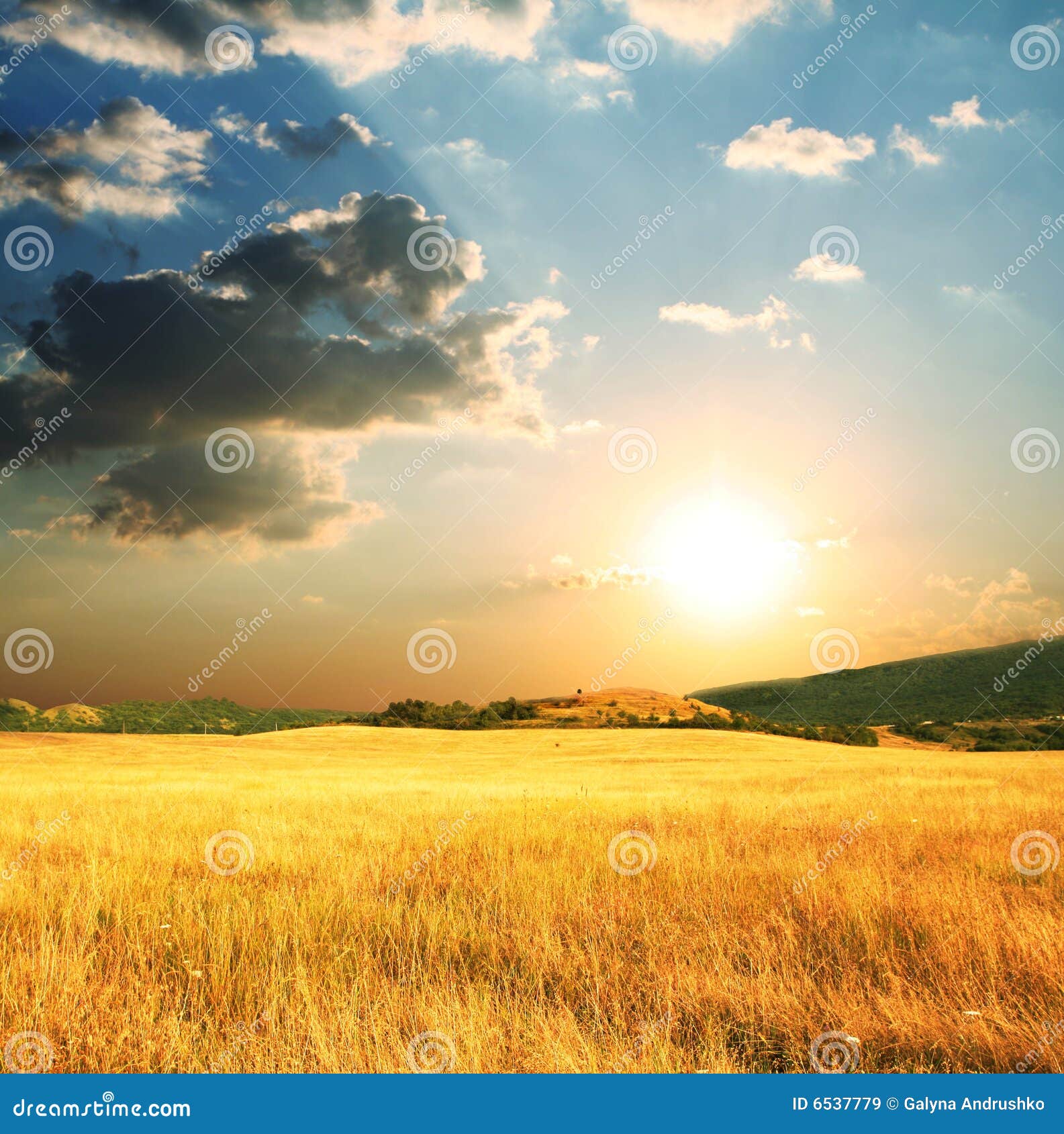 Field on sunset stock image. Image of harvest, yellow - 6537779