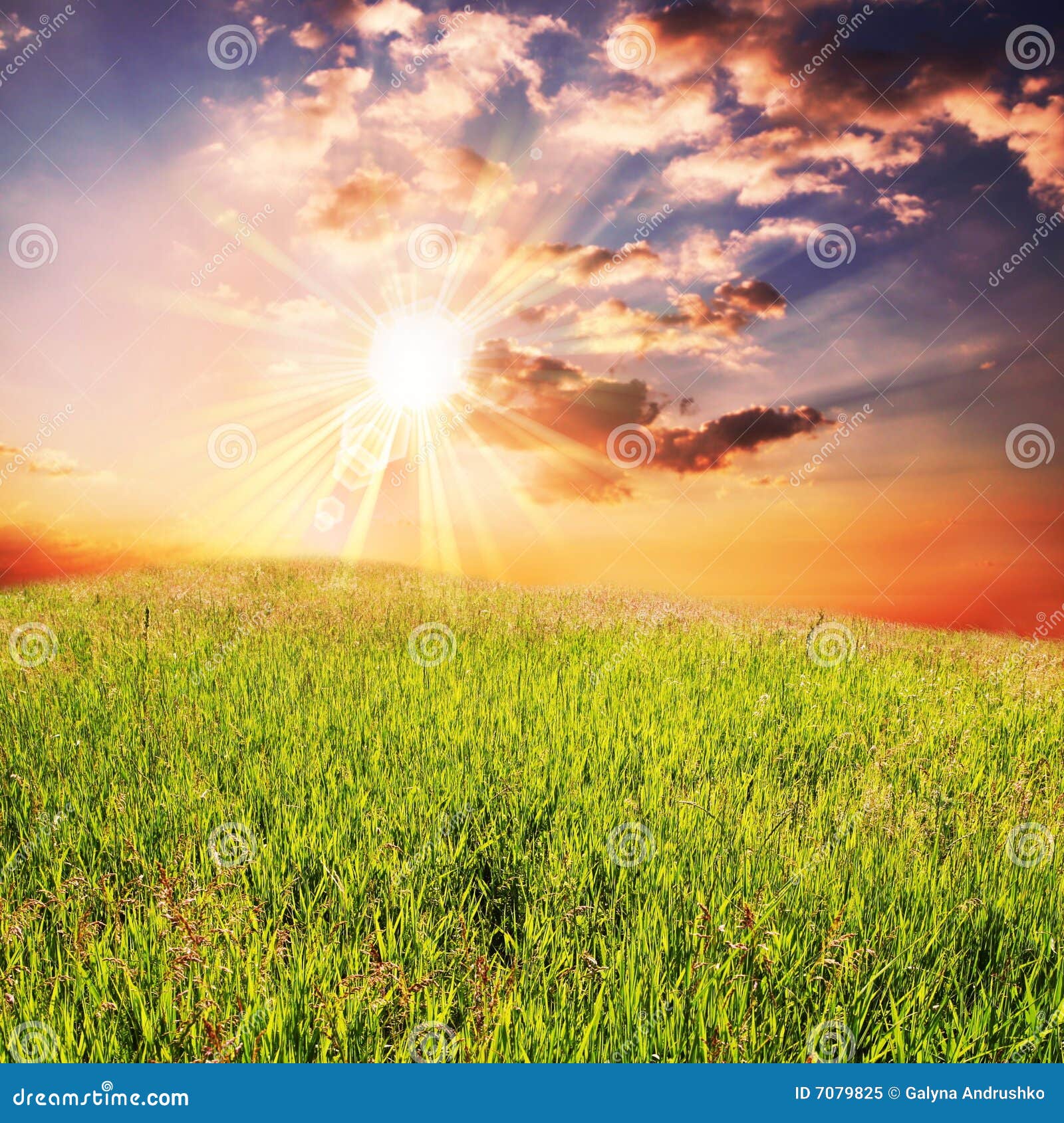 Field on sunset stock image. Image of organic, grassland - 7079825