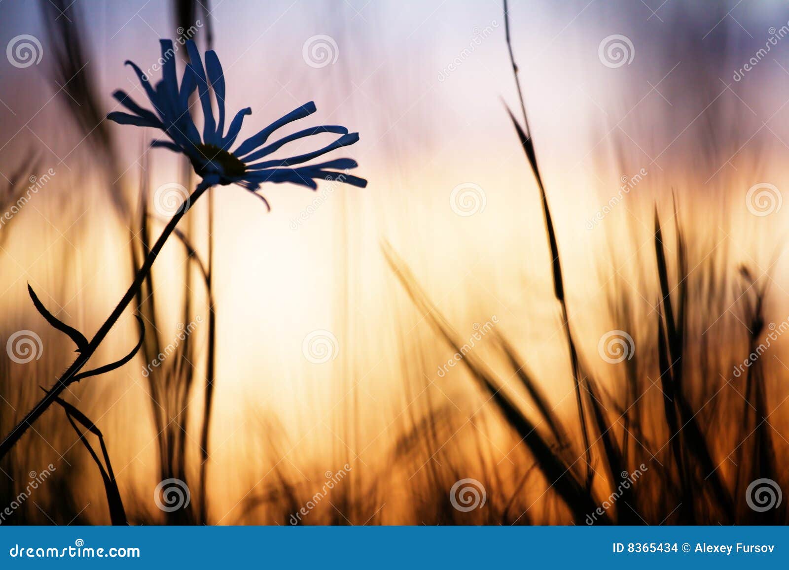 Field at sunset stock photo. Image of nature, macro, meadow - 8365434