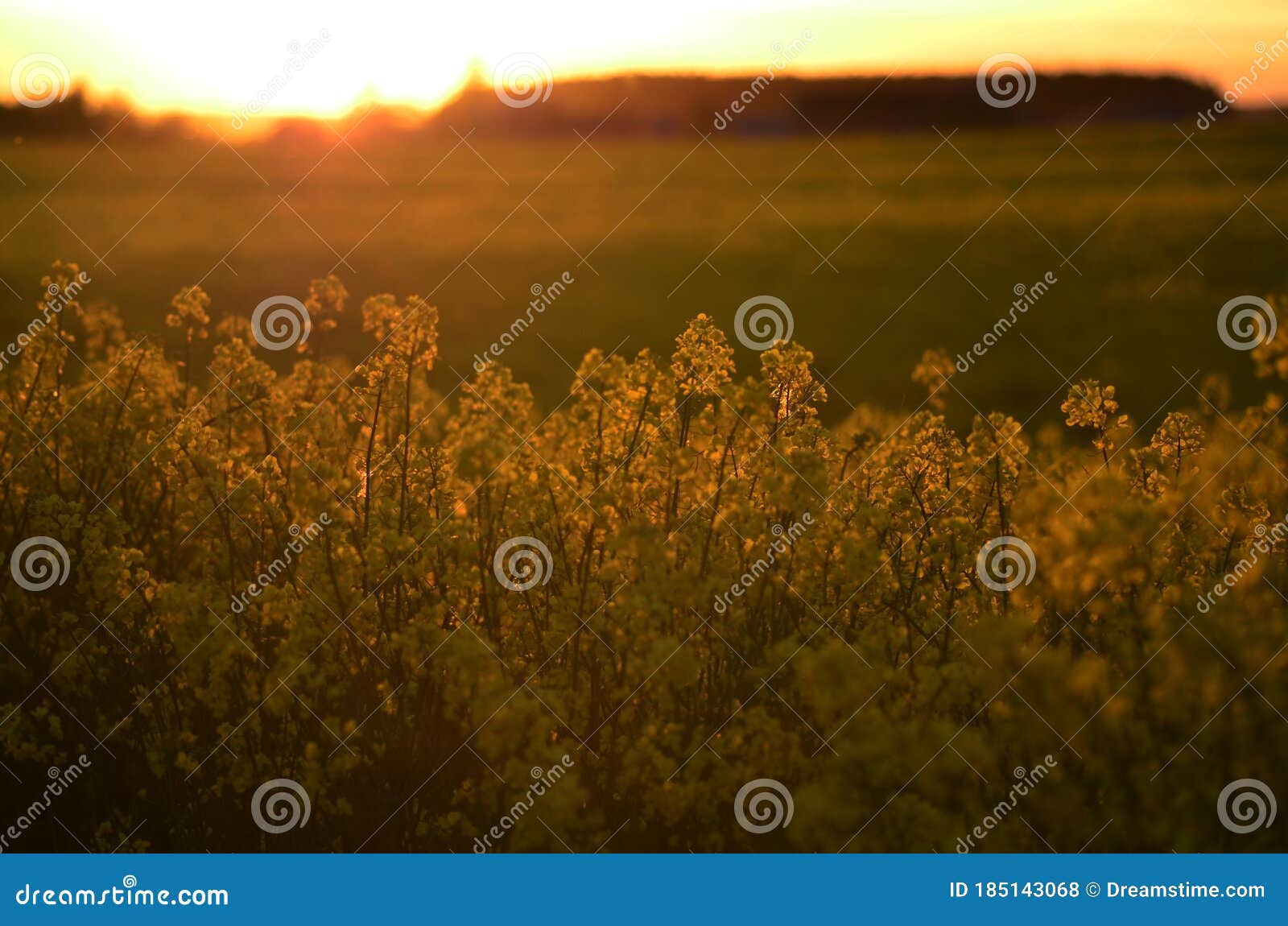 Field on Sunset Background during the Summer Background Stock Photo ...