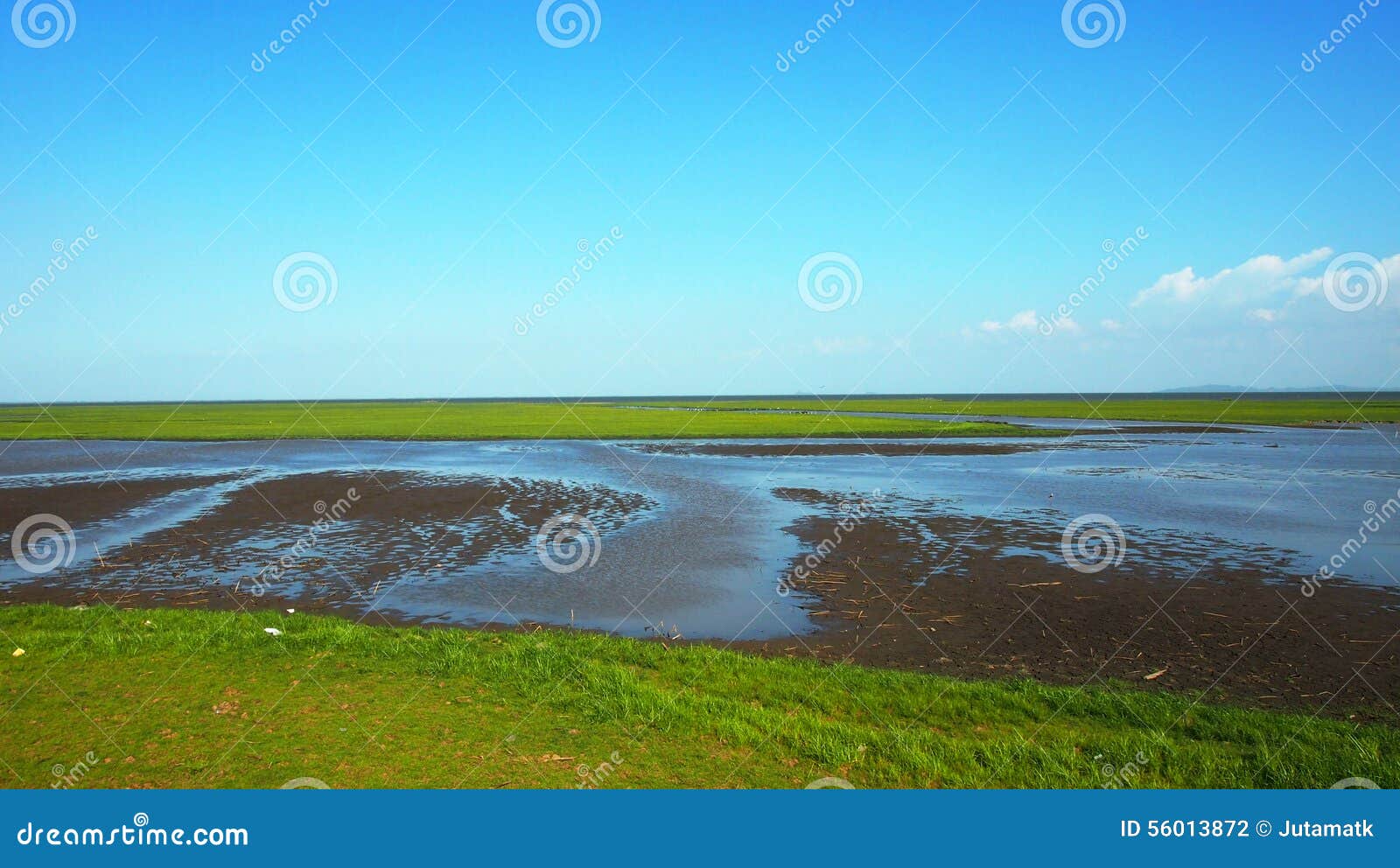 Field swamp stock photo. Image of green, grass, cave - 56013872