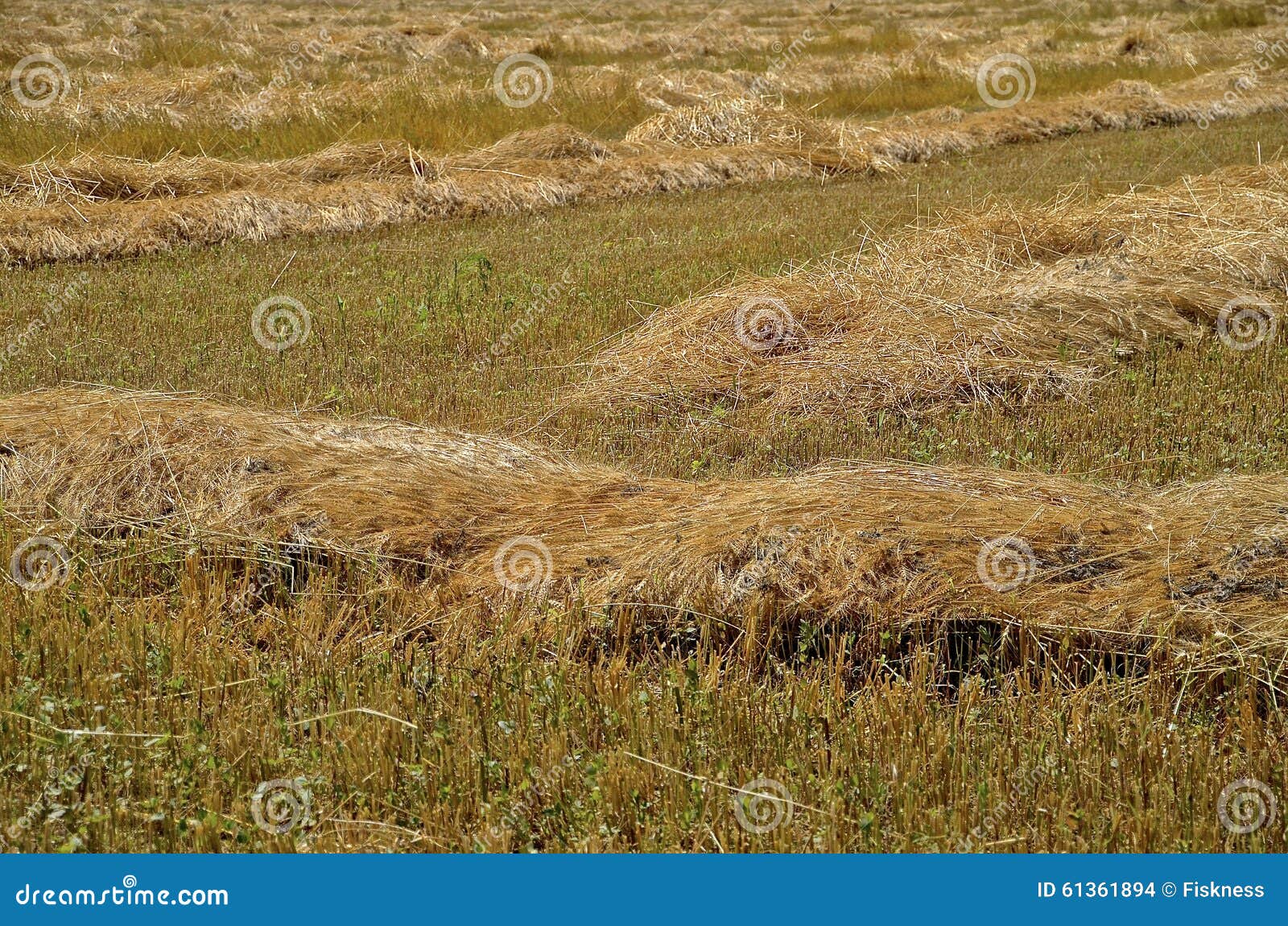 A field of swathed wheat stock photo. Image of memories - 61361894