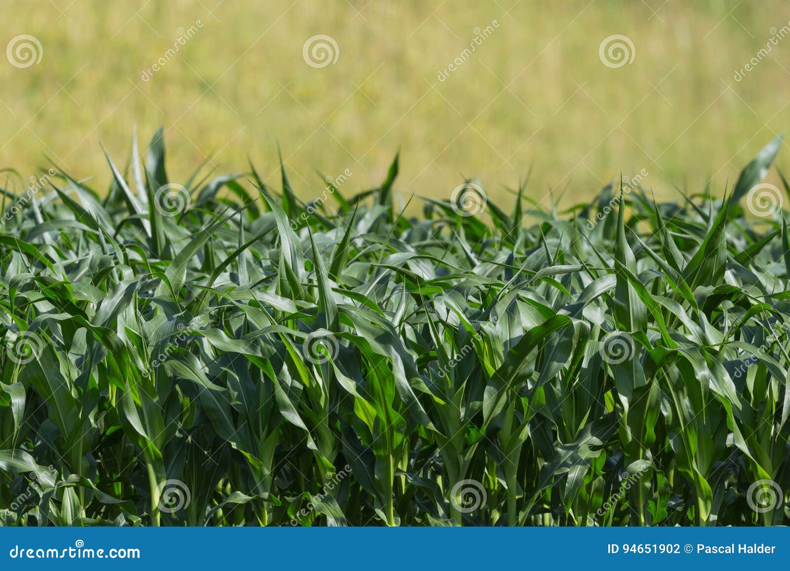 Field of Sweet Corn Plants in Sunlight Stock Photo - Image of organic ...