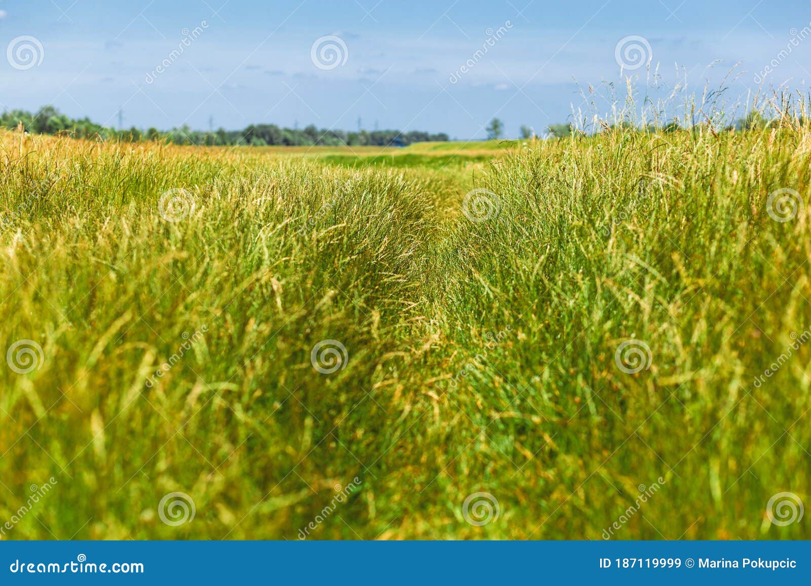 Tall Dense Grass Grows In A Green Forest. Royalty-Free Stock Image ...