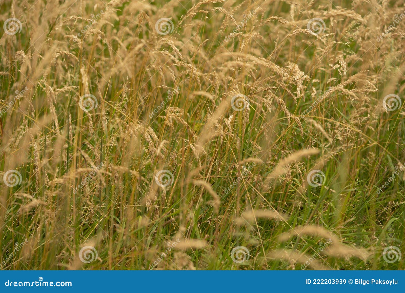 A field of tall grass stock image. Image of landscape - 222203939