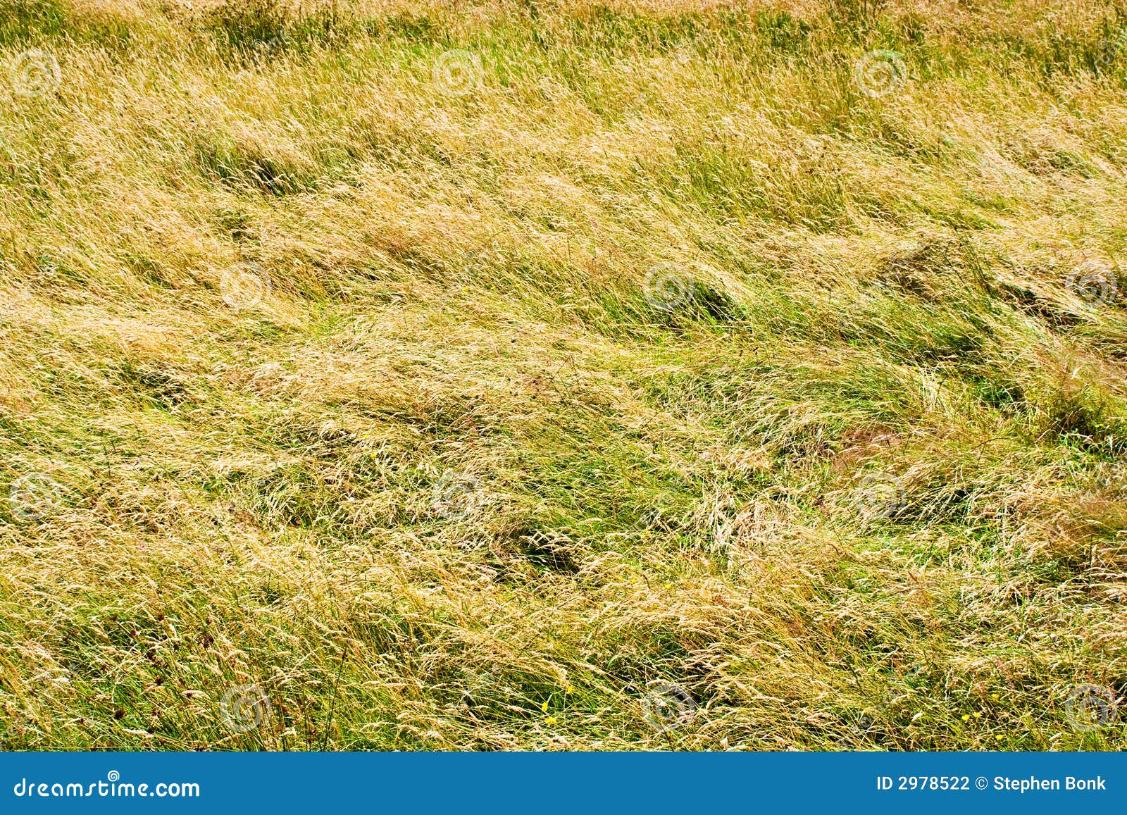 Field of Tall Grass stock photo. Image of growing, weedy - 2978522