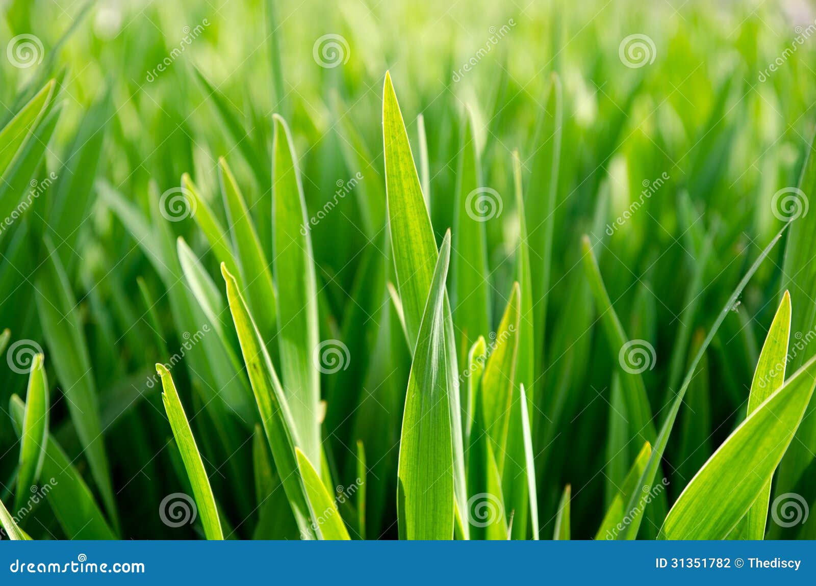 Field of Tall Grass stock photo. Image of paradise, grass - 31351782