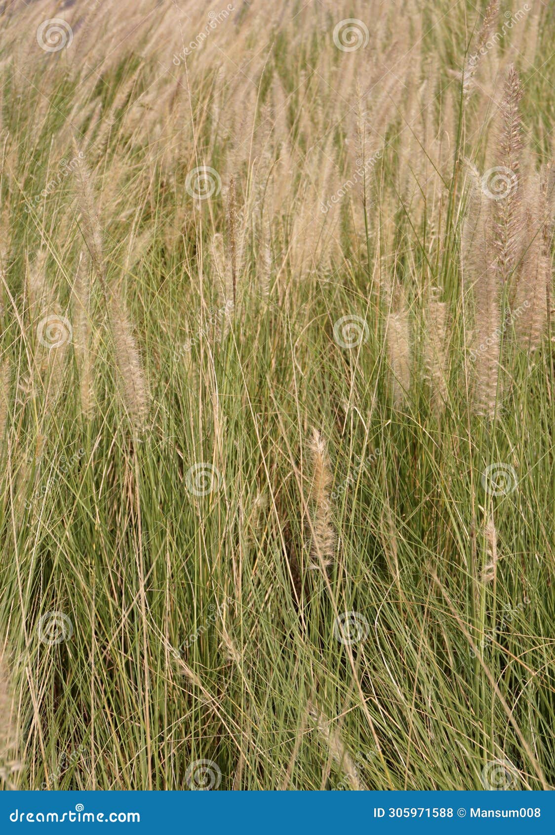 A field of tall grass stock photo. Image of rural, agriculture - 305971588