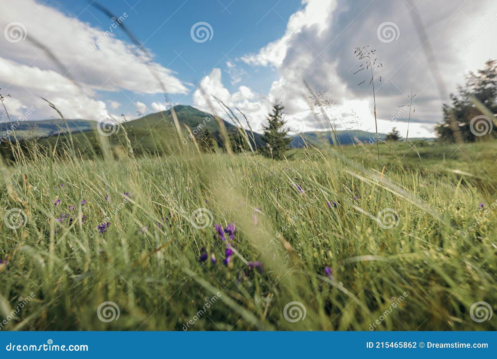 A field of tall grass stock photo. Image of covered - 215465862